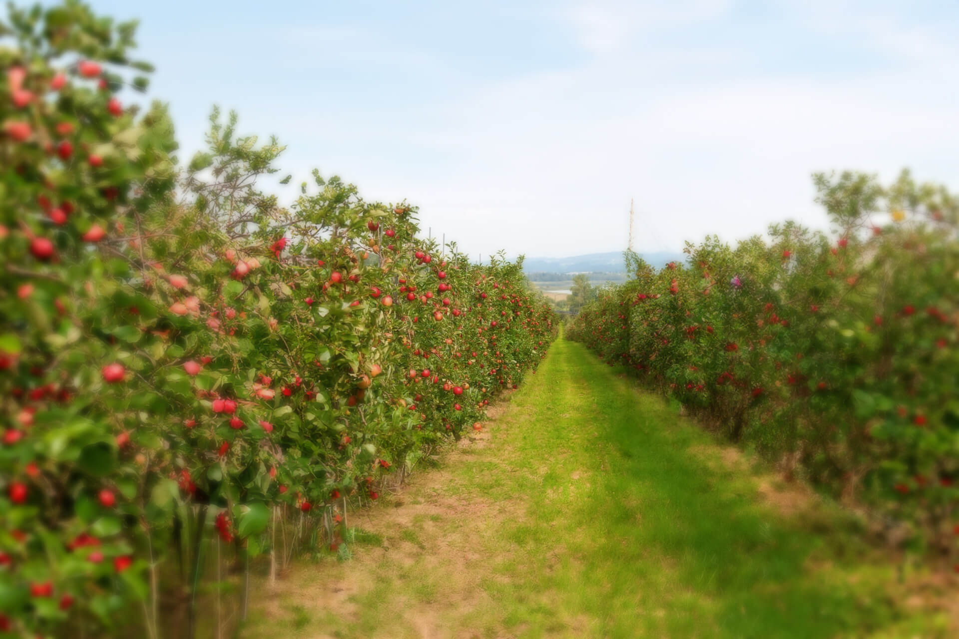 Pozvěte do zahrady letní odrůdy jablek - FitYOU.cz